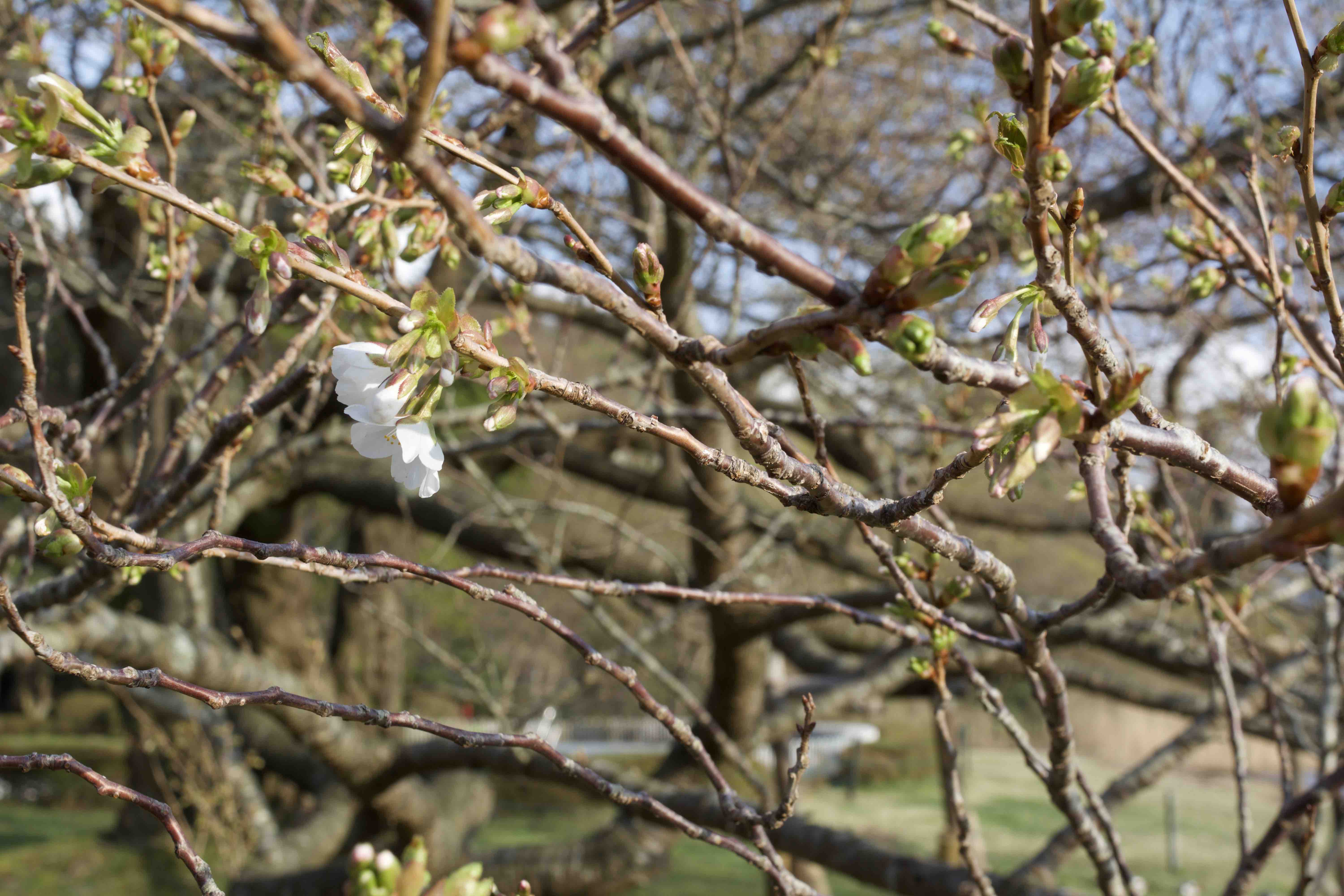 First blossoms on a 100 year old tree – Wandering Tales Travel Dreams